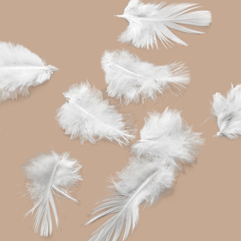 Bra Fillets – Bzez